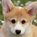 The Corgi Games - Free download and play on Windows | Microsoft Store