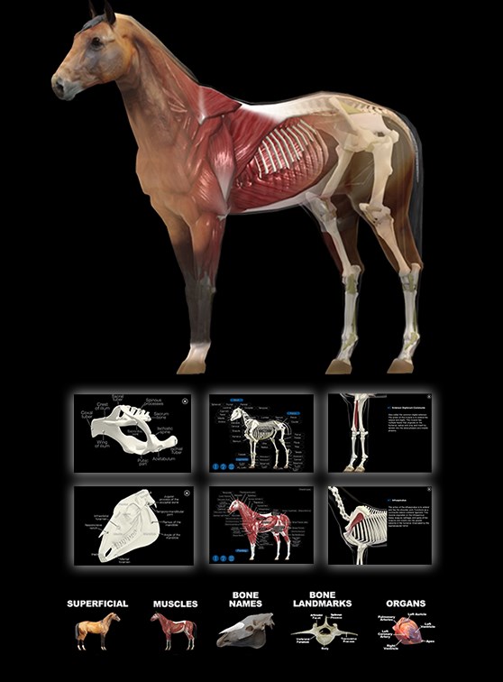 Horse Anatomy Skeleton