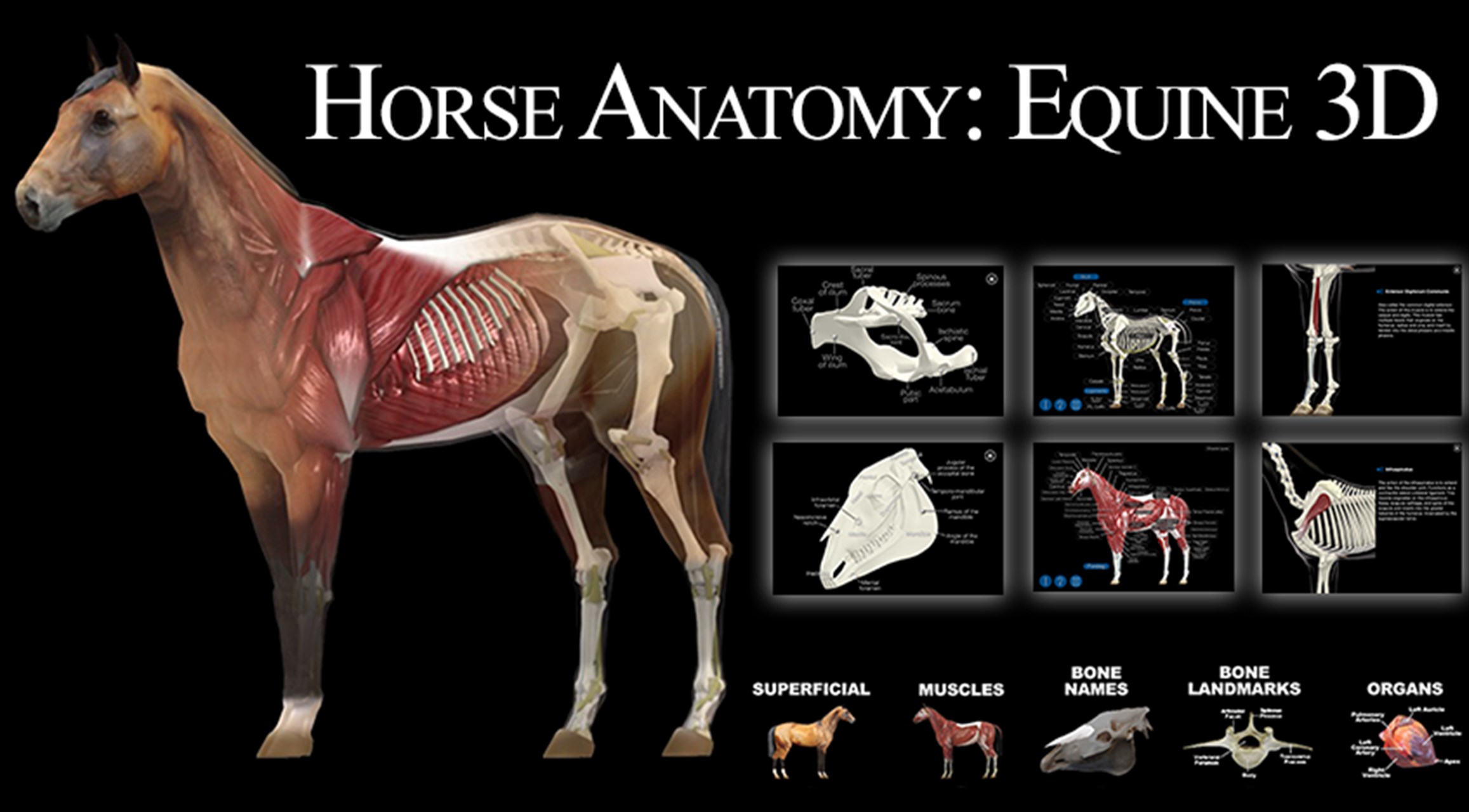Equine Anatomy